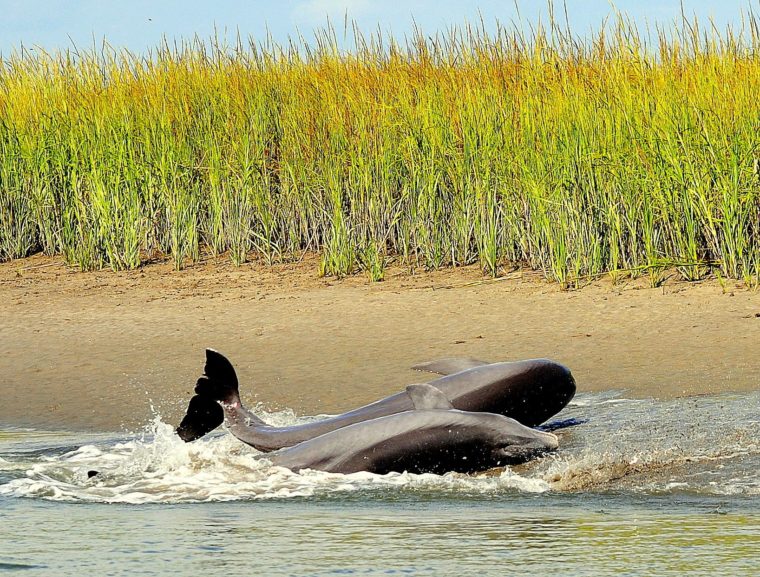 Charleston Dolphin Tours: Inshore Bottlenose Dolphin Cruising